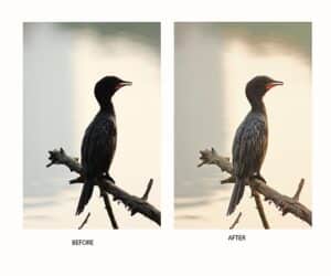 How to Work with Canon 90D Landscape Settings - TechnoWifi