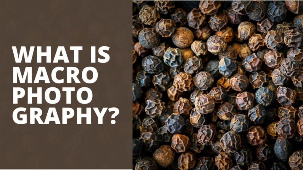 What Is Macro Photography | And How Do You Take The Best Macro Photos ...